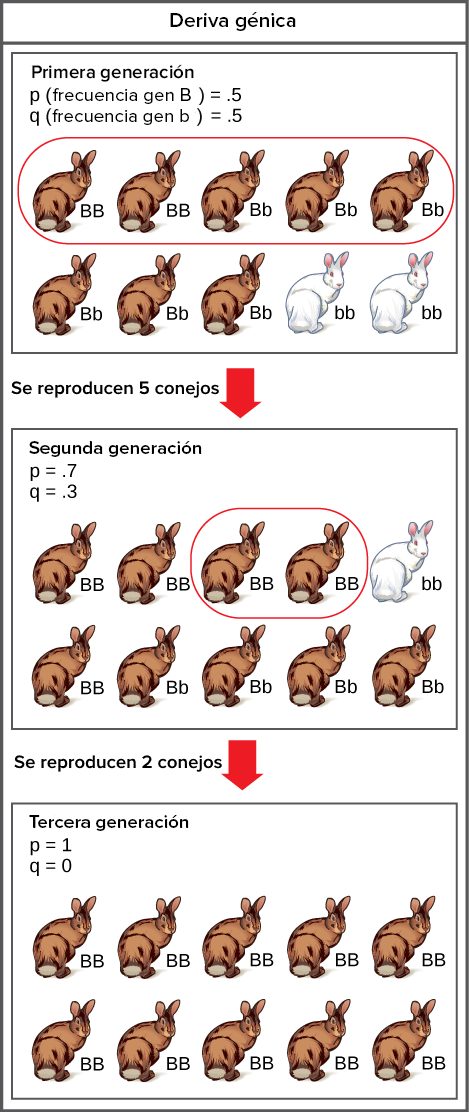 Diagrama De Deriva Genetica Deriva Genetica Desentranando Las Fuerzas