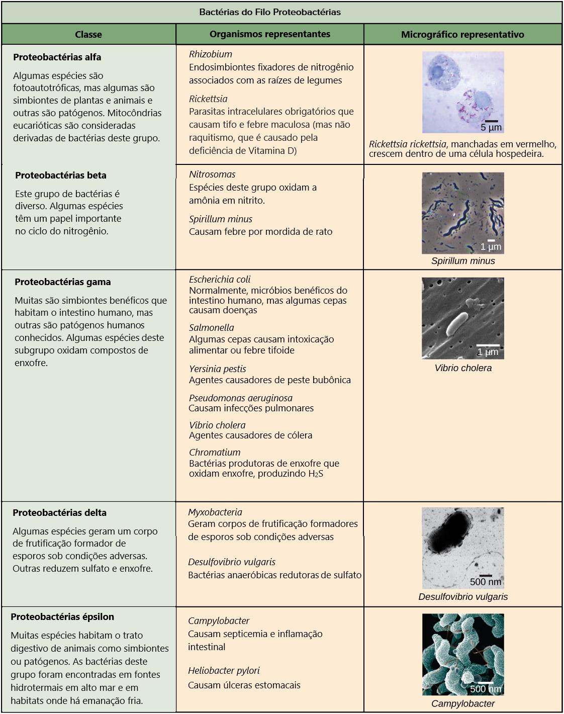 Tabela De Tipos De Bacterias Bateria De Lítio Para Bicicleta