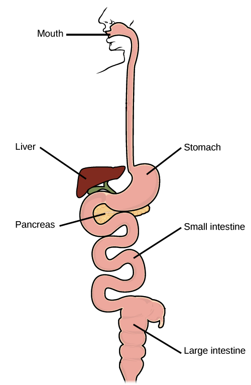 Easy Organ System Diagram Easy Organ System Diagram