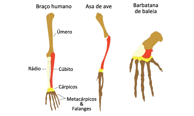 Exemplos De Estruturas Homologas