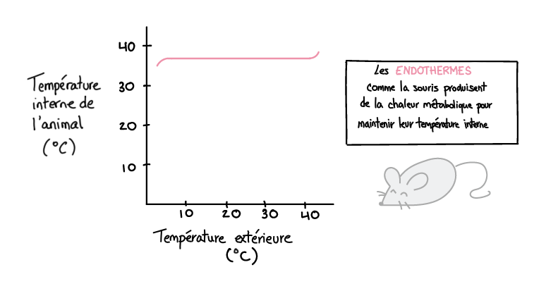 Animaux Endothermiques