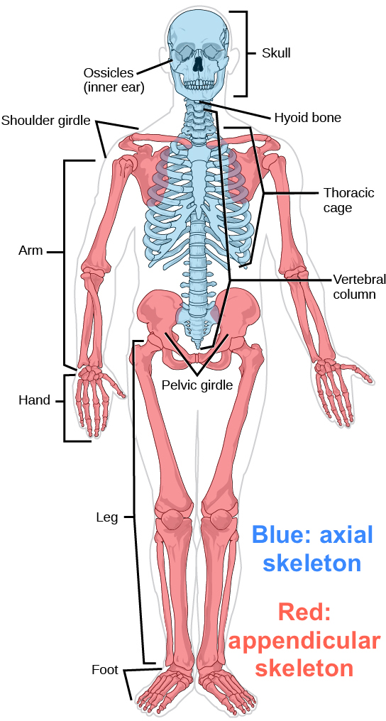  Appendicular Skeleton Disorders Common Skeletal Features In Rare 