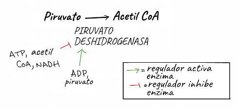 Explique El Proceso Mediante El Cual El Acetil Coa Proviene De Las