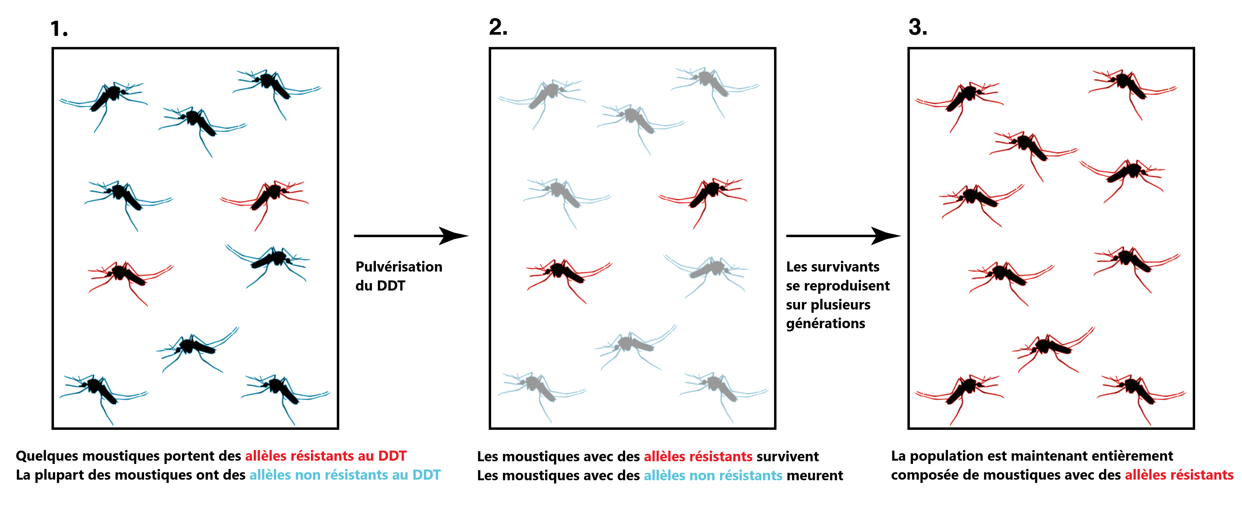 Exemple De Biologie Des Traits Production Du Savoir Par Bricolage Et