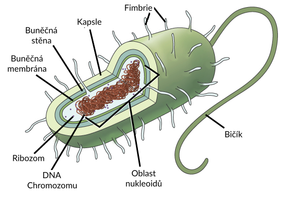 Prokaryoticka Bunka 1862933 | Bakterioa | Jon Braun | LiveWorksheets