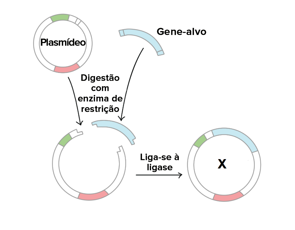 Diagrama De Clonagem Humana
