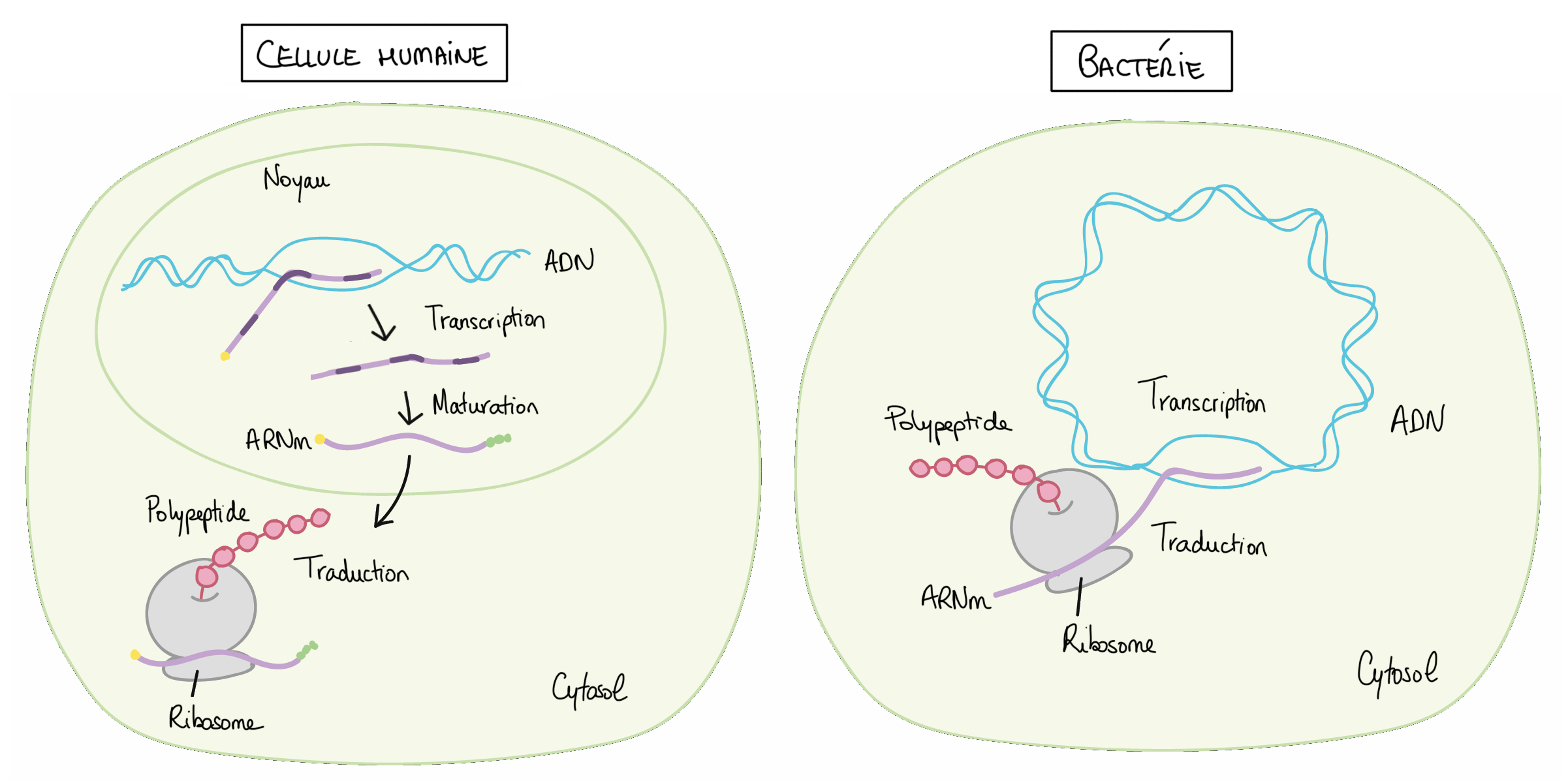 Ribosome Dans Un Diagramme Cellulaire