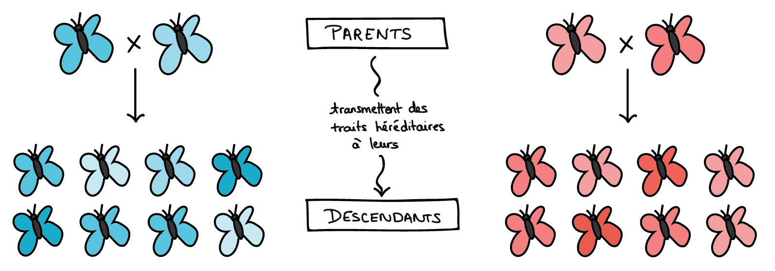 Exemples De Sélection Naturelle