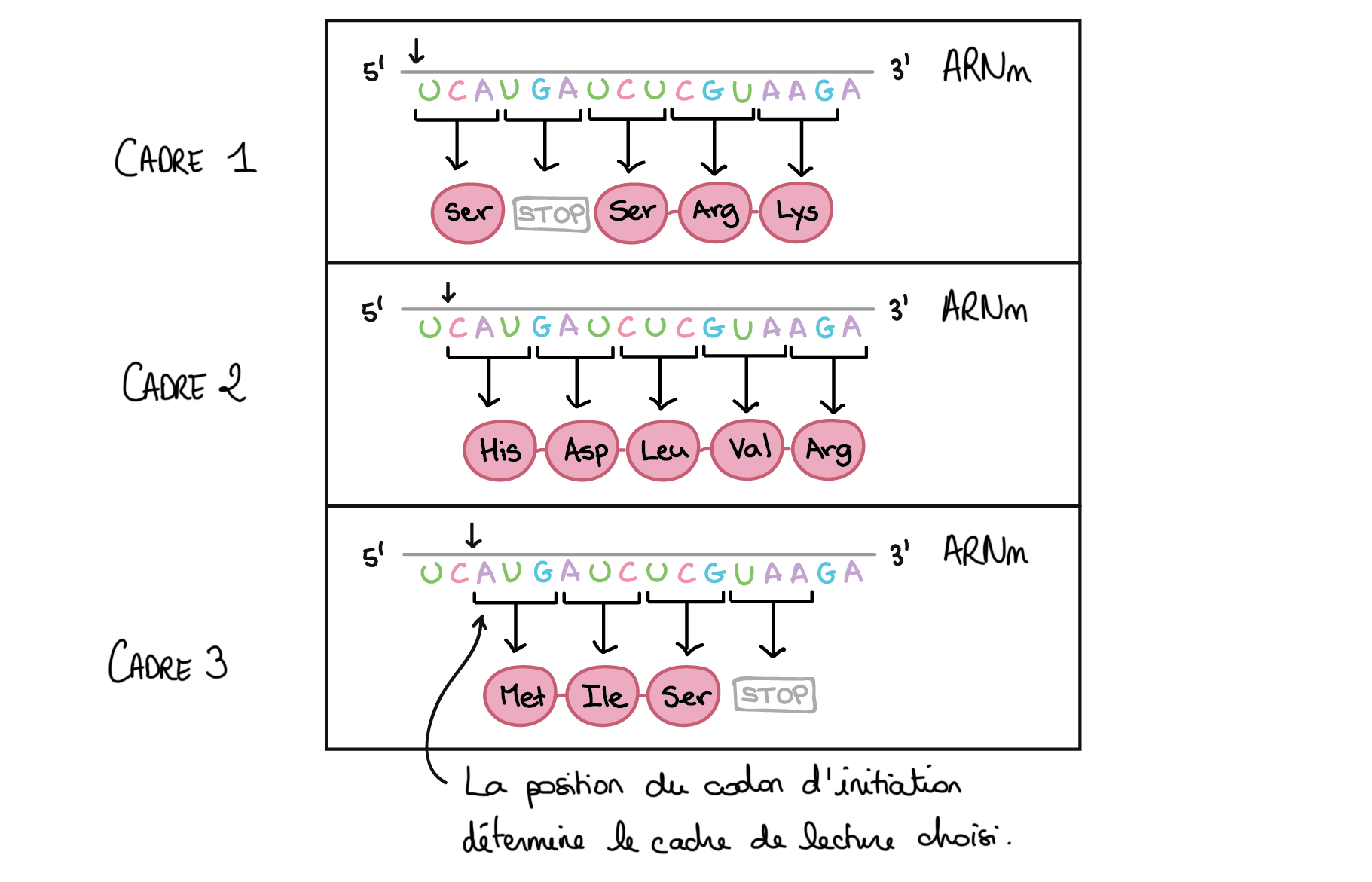 Tableau De Traduction De L'adn Enzymes De Modification-ADN ARN