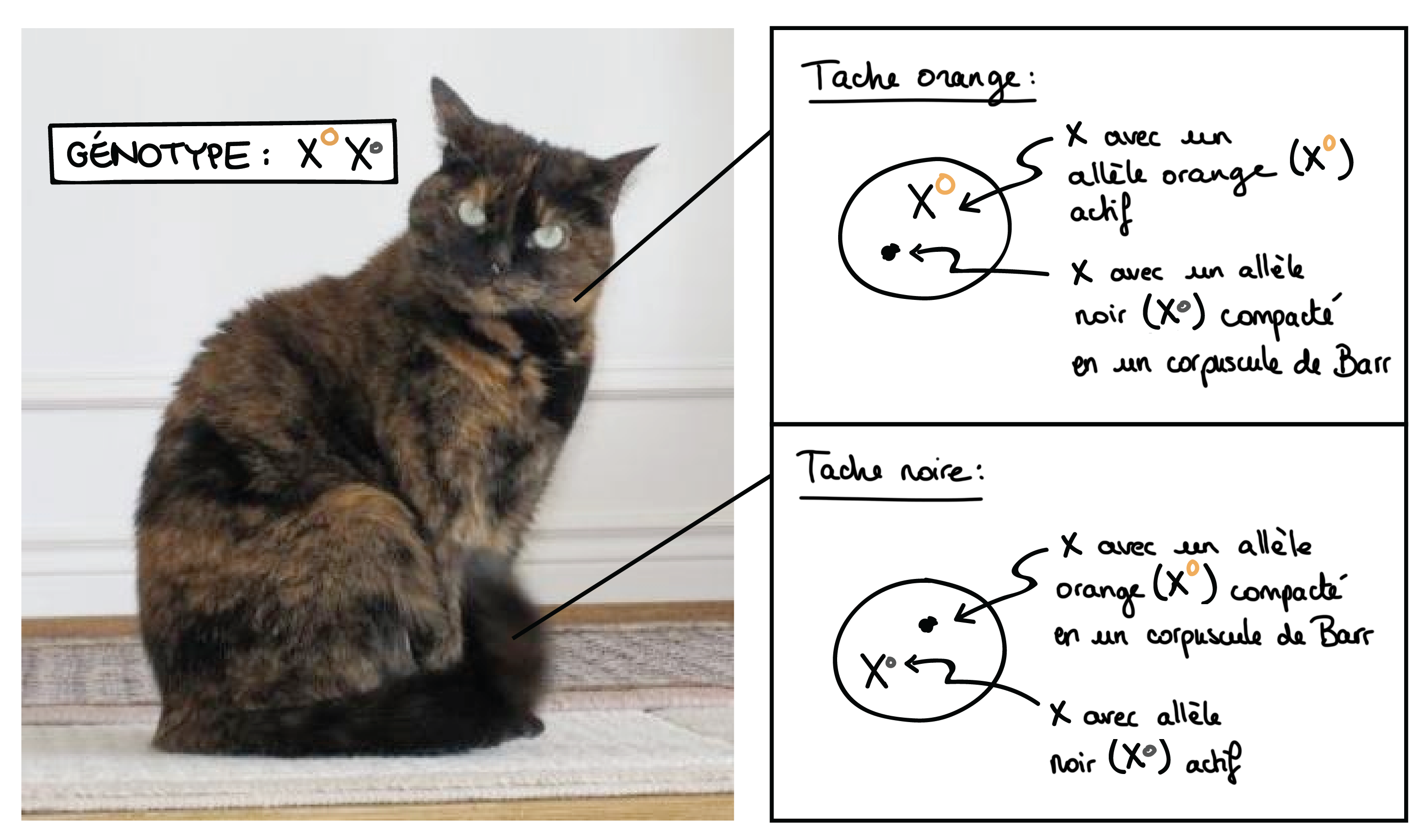 Khan Academy