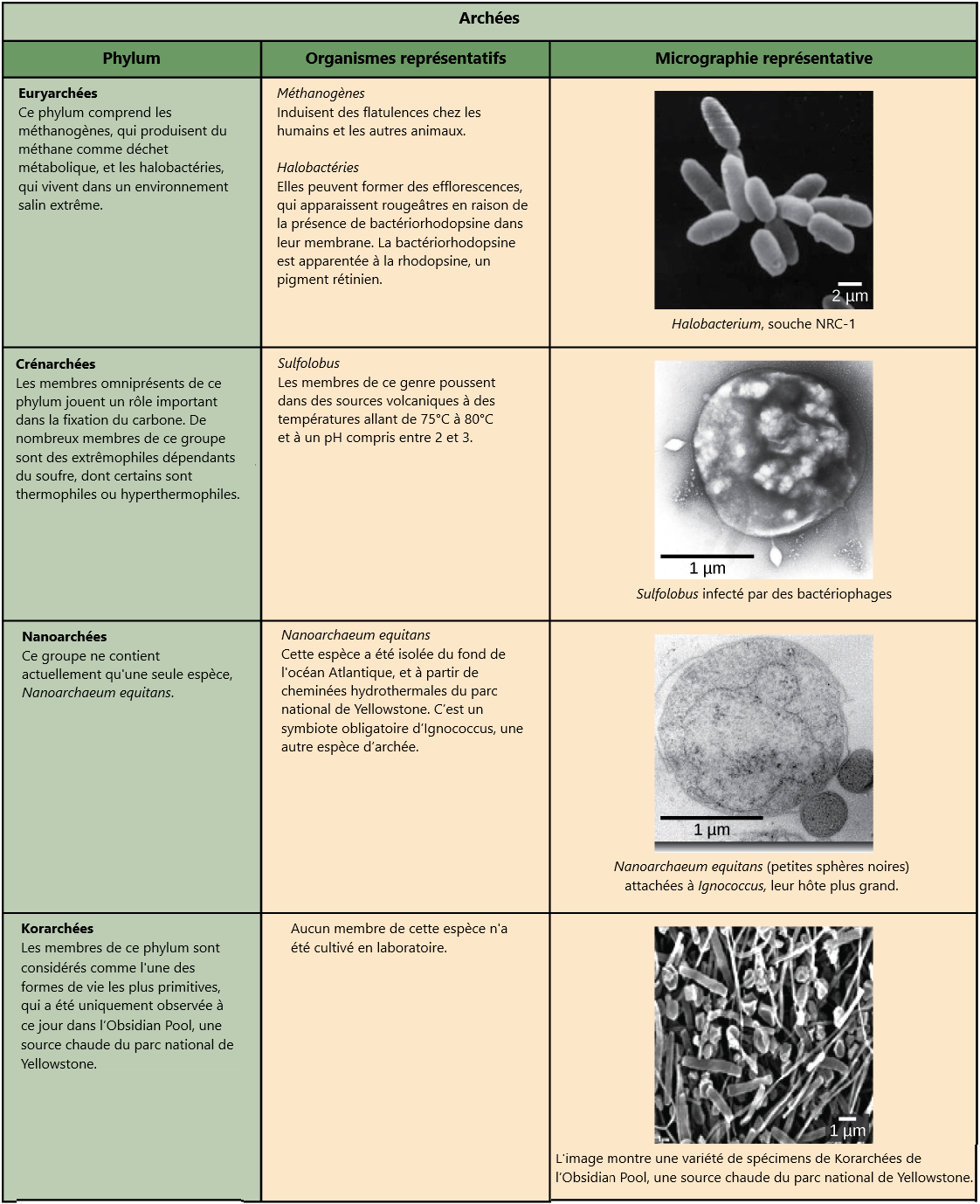 Diagramme De Venn Des Archéobactéries Et Des Eubactéries