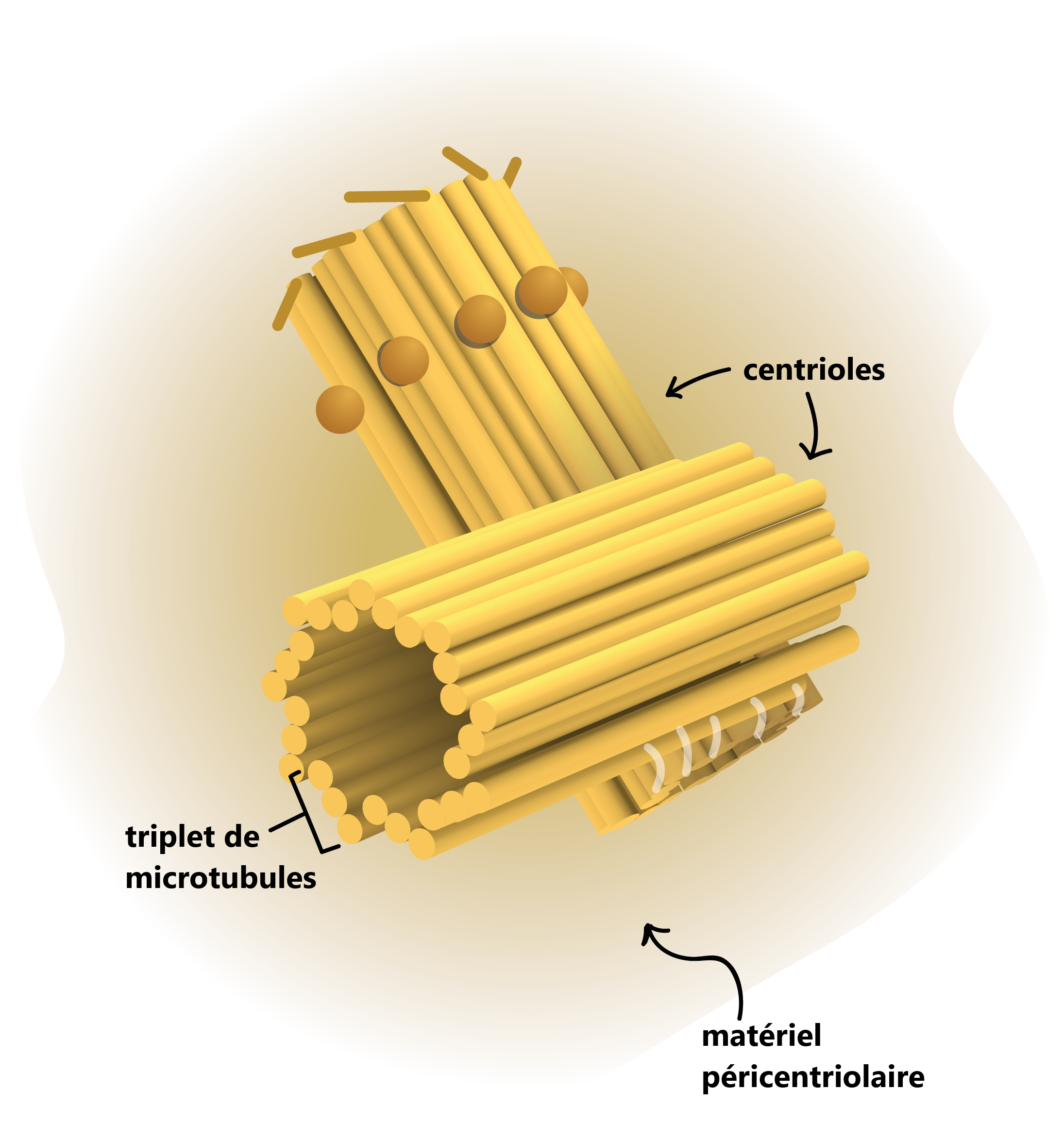 Microtubules Dans Les Cellules Animales