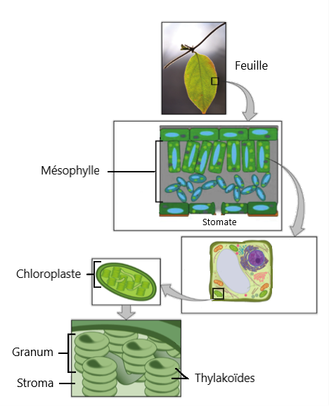 Feuille De Travail Sur La Photosynthèse Au Collège