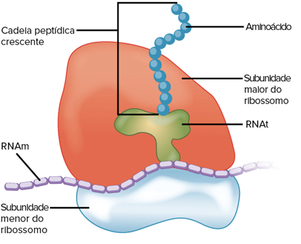 Estrutura Dos Ribossomos