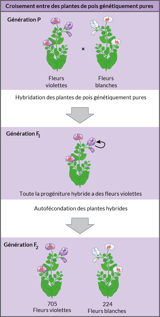 Définition Du Croisement Monohybride