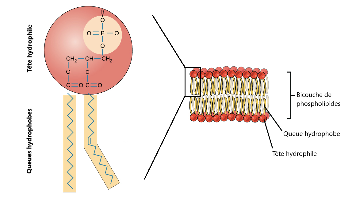 Diffusion Facilitée