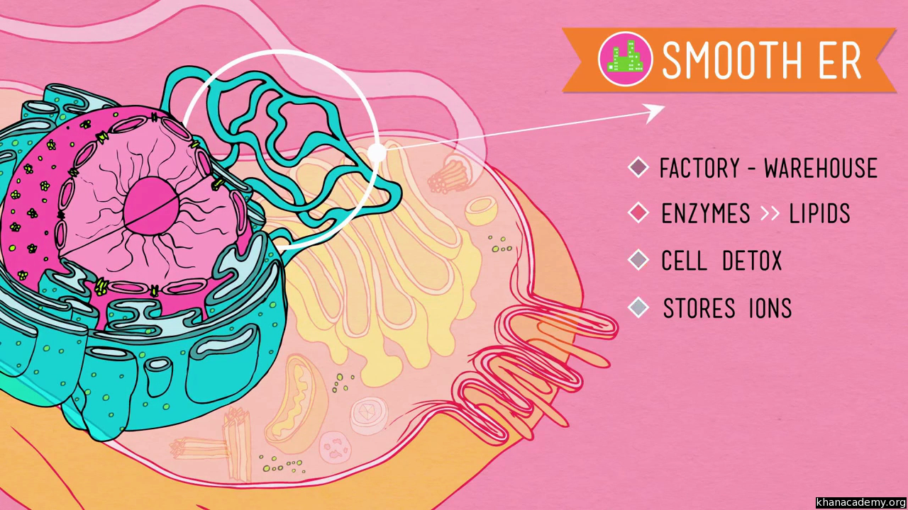 Crash Course Anatomy And Physiology