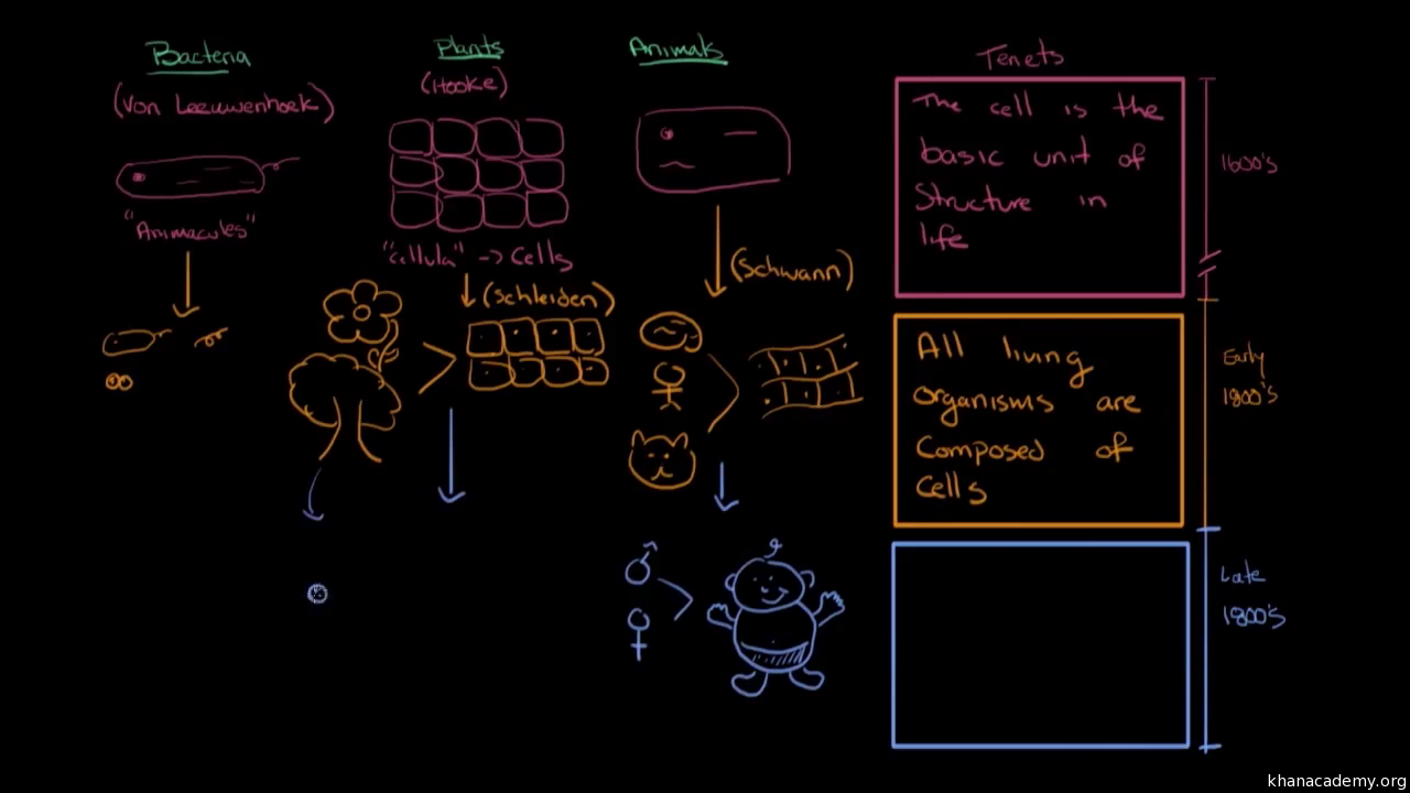 History Of The Formulation Of Cell Theory History Of The Formulation History Of The Formulation Of Cell Theory History Of The Formulation