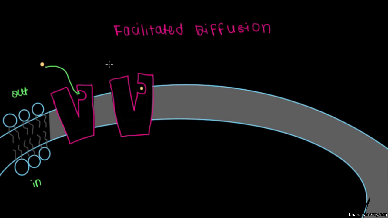 Facilitated Diffusion Animation