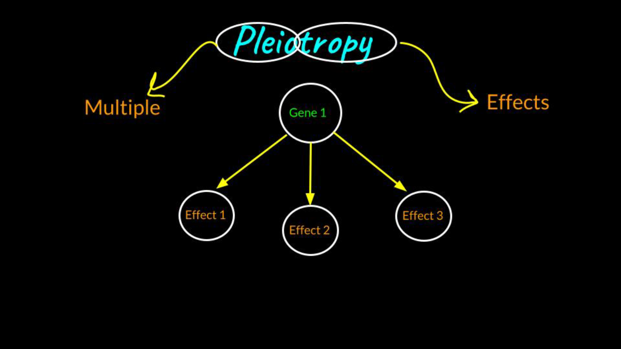 What Is Pleiotropy Give One Example