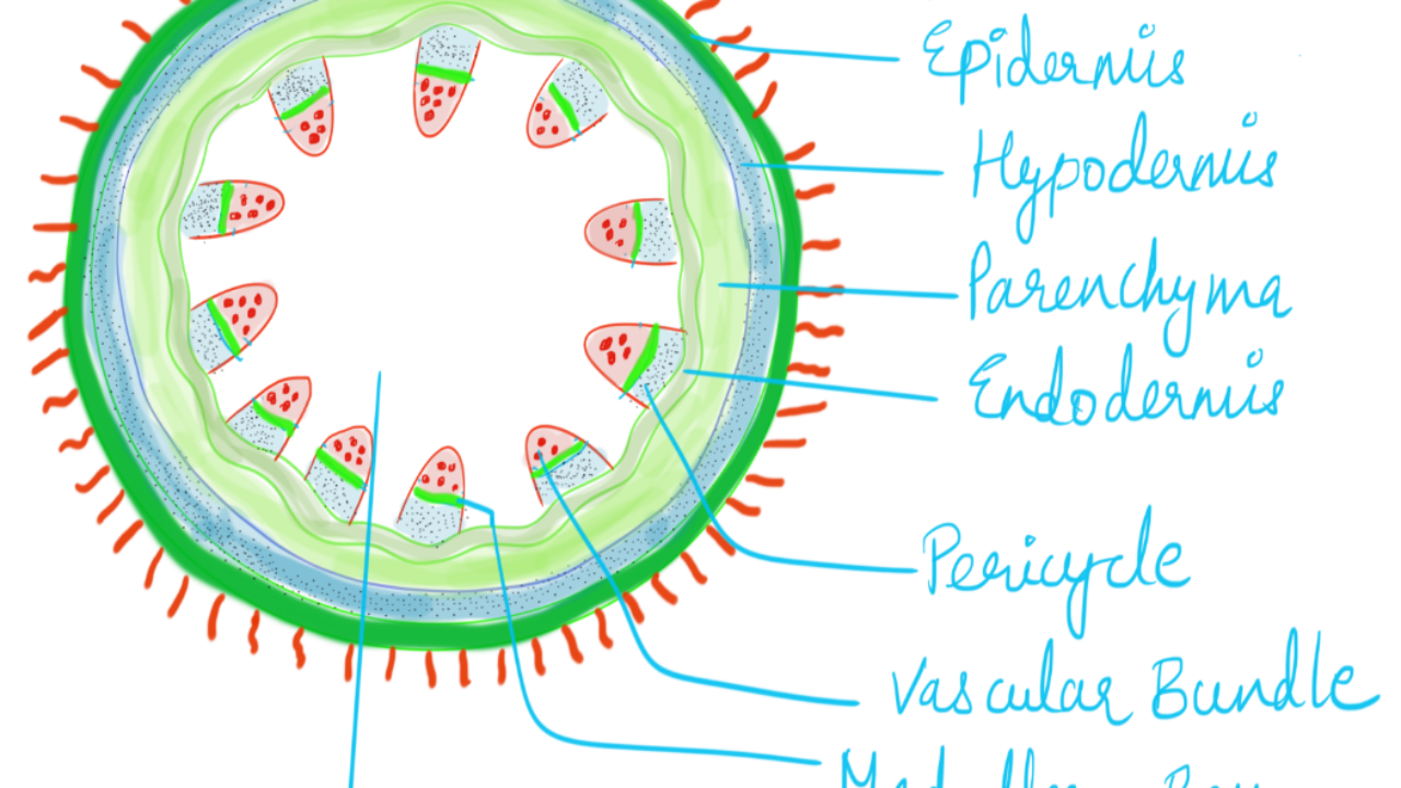 Anatomy of the stem (practice) | Khan Academy
