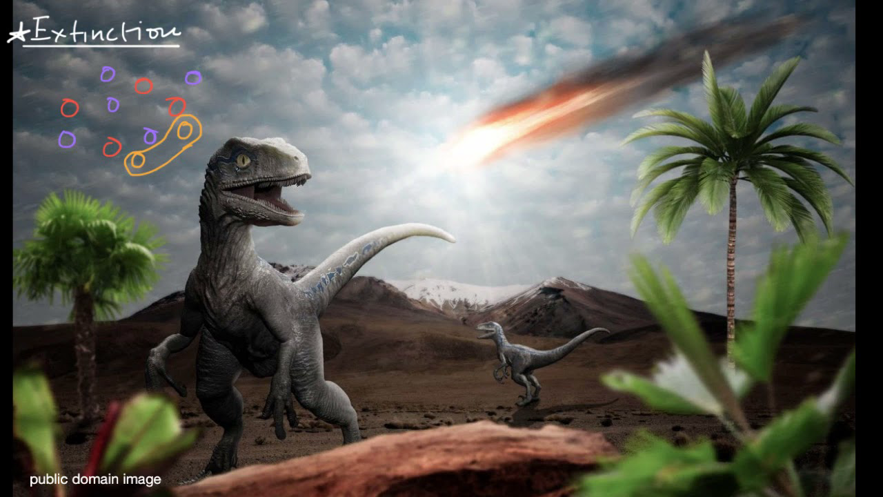 Extinction (understand) (practice) | Khan Academy