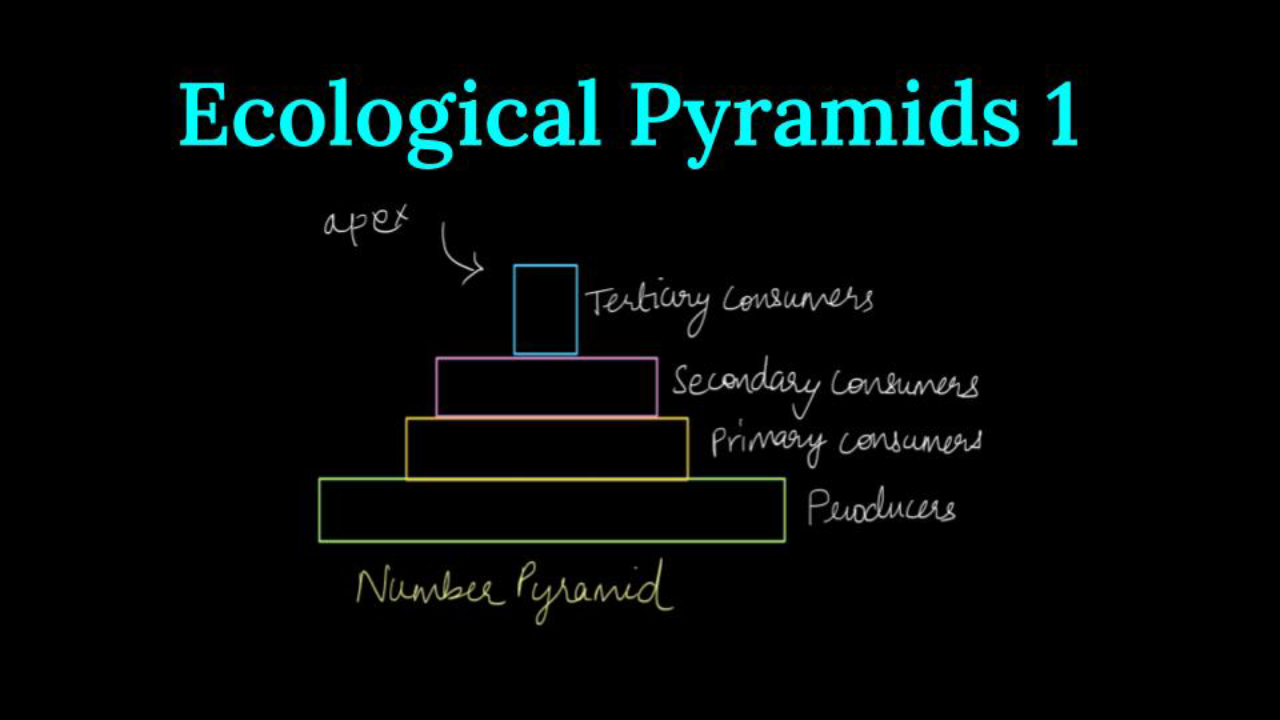 What Are The Types Of Ecological Pyramid